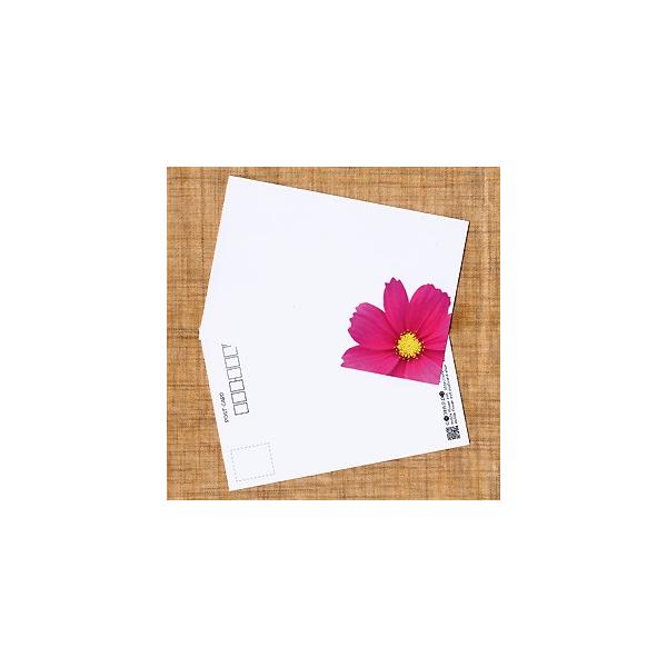 携帯・スマートフォン向け花の待ち受け画像サイト「mobile flower pot」でご好評いただいた画像「コスモス(ピンク)」をポストカードにしました。インクジェット対応紙ですので、ご自宅のインクジェットプリンターでお好きなメッセージをご...