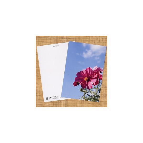 携帯・スマートフォン向け花の待ち受け画像サイト「mobile flower pot」でご好評いただいた画像「コスモス(ピンク)」をポストカードにしました。用紙は「ホワイトミラー上質」。表面は強光沢ですが、宛名面が上質紙ですので、ご家庭のプリ...