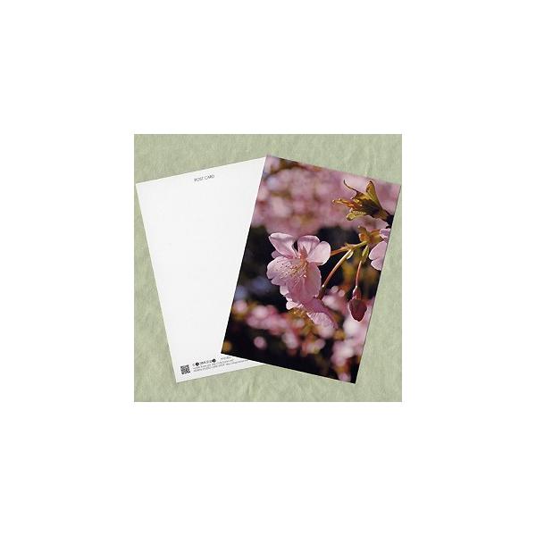 携帯・スマートフォン向け花の待ち受け画像サイト「mobile flower pot」でご好評いただいた画像「サクラ(ピンク)」をポストカードにしました。用紙は「ホワイトミラー上質」。表面は強光沢ですが、宛名面が上質紙ですので、ご家庭のプリン...