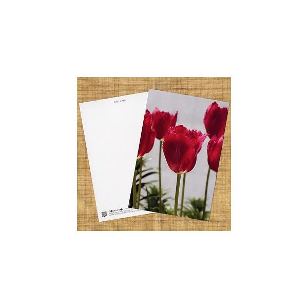 携帯・スマートフォン向け花の待ち受け画像サイト「mobile flower pot」でご好評いただいた画像「チューリップ」をポストカードにしました。用紙は「ホワイトミラー上質」。表面は強光沢ですが、宛名面が上質紙ですので、ご家庭のプリンター...