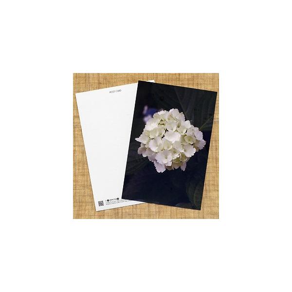 携帯・スマートフォン向け花の待ち受け画像サイト「mobile flower potでご好評いただいた画像「アジサイ(白)」をポストカードにしました。用紙は「ホワイトミラー上質」。表面は強光沢ですが、宛名面が上質紙ですので、ご家庭のプリンター...