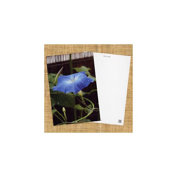 携帯・スマートフォン向け花の待ち受け画像サイト「mobile flower pot」でご好評いただいた画像「アサガオ(青)」をポストカードにしました。用紙は「ホワイトミラー上質」。表面は強光沢ですが、宛名面が上質紙ですので、ご家庭のプリンタ...