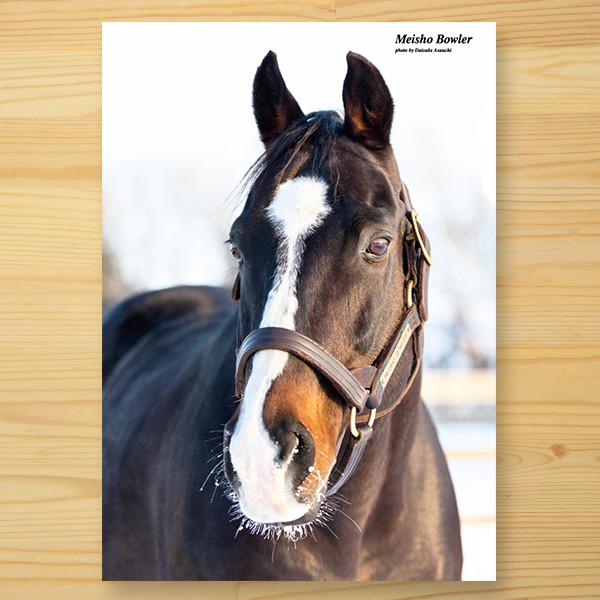 【お求めやすくなりました】フォスターホースとして愛されたタイキシャトルの、優秀な息子メイショウボーラー。芝もダートもマルチな快速ぶりでファンを魅了しました。種牡馬を引退したばかりで、まだまだ産駒も活躍中！これから幸せになるメイショウボーラー...
