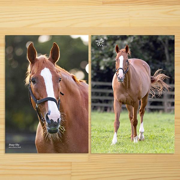 【お求めやすくなりました】ディープスカイの金色の馬体が美しいクリアファイルです。収益はすべて引退馬支援活動に活用されます。