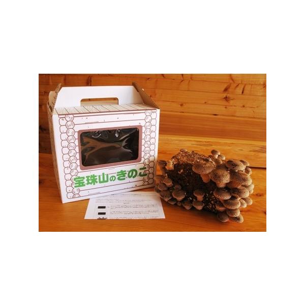 [今期の販売は終了いたしました（2022年3月3日）]※2個以上から偶数個（2個,4個）での発送となります。奇数個（例：2個セット＋1個＝3個）のご注文は、別途送料を頂きます。ご了承下さい。しいたけ栽培キット×2しいたけ栽培キット2個を1つ...