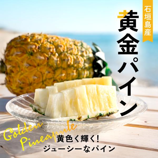 【収穫時期と発送日のお知らせ】6月中旬に収穫が始まります。ご予約をいただいた順に発送をいたしますが、天候や収穫状況により前後してしまうことを予めご了承くださいませ。【黄金パインとは？】その名の通り、果肉はまばゆい黄金色。パインとは思えないほ...