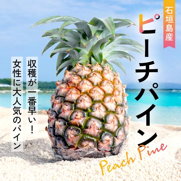 【収穫時期と発送日のお知らせ】4月中旬に収穫が始まります。ご予約をいただいた順に発送をいたしますが、天候や収穫状況により前後してしまうことを予めご了承くださいませ。【ピーチパインとは？】味も香りもまるで桃のようなことからピーチパインと名付け...