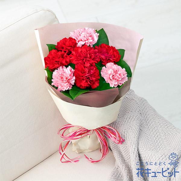日頃の感謝をまっすぐに伝えられる、シンプルなカーネーションの花束です。「母への愛」という花言葉を持っている赤いカーネーションは、母の日にぴったりなプレゼント。花キューピットで高い人気を誇る王道のフラワーギフトです。普段は照れくさくてなかなか...