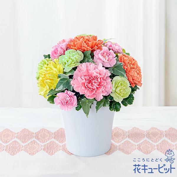ピンク・オレンジ・黄色の3色でパステル調に仕上げた、カラフルで可愛らしいカーネーションのアレンジメント。色とりどりの花々が、楽しい母の日を演出してくれます。飾りやすいコンパクトなサイズでお作りいたします。お母さんに心ときめく体験をプレゼント...