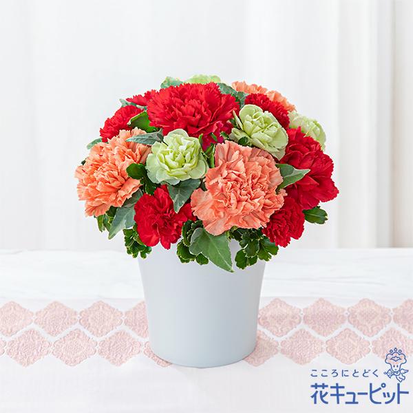 母の日の花といえば、赤いカーネーションのギフトが人気。鮮やかな赤とオレンジのカーネーションを、花の美しさが引き立つナチュラルな器に生けたアレンジメントです。飾りやすいコンパクトなサイズでお作りいたします。大切なお母さんに「ありがとう」の気持...