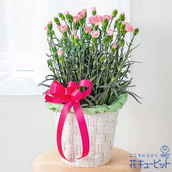 ナチュラルで可愛らしいカーネーションの鉢植え。ピンクのカーネーションの花言葉は「感謝」で、母の日に気持ちを伝えるギフトにぴったりです。華やかな濃いピンクのリボンがワンポイントとなっています。花やガーデニングが好きなお母さんに、ゆっくりと花の...