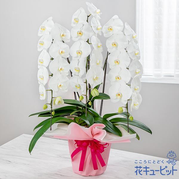母の日の豪華な贈り物にふさわしい、3本立の大型胡蝶蘭です。母の日限定のピンク系ラッピングで包み、花キューピット加盟店が直接手渡しでお届けいたします。花が美しく並んだ姿は、上品で落ち着いた雰囲気。手を煩わせることなく美しさが長く続き、忙しいお...