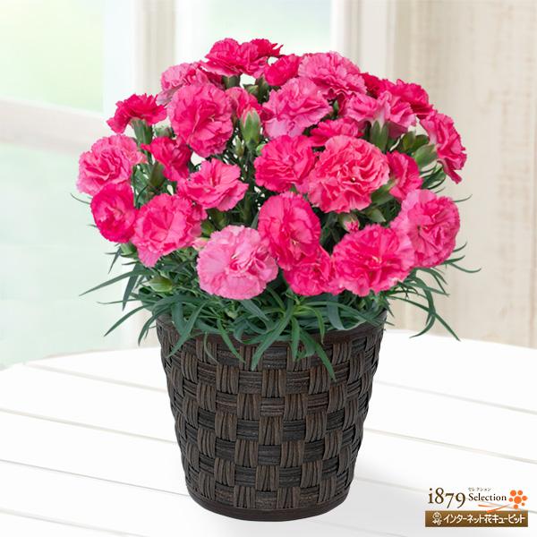 華やかで可愛らしいピンクのカーネーションの鉢植えです。長くお楽しみいただけるよう、厳選した産地から新鮮な花をお届けいたします。【※植物の花つき、花の色、枝ぶりなどは写真と若干異なることがありますのでご了承ください。つぼみが多い状態でのお届け...