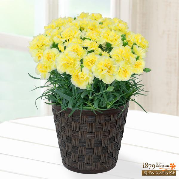 爽やかな明るい黄色が、お母さんに元気を贈るカーネーションの鉢植えです。長くお楽しみいただけるよう、厳選した産地から新鮮な花をお届けいたします。【※植物の花つき、花の色、枝ぶりなどは写真と若干異なることがありますのでご了承ください。つぼみが多...
