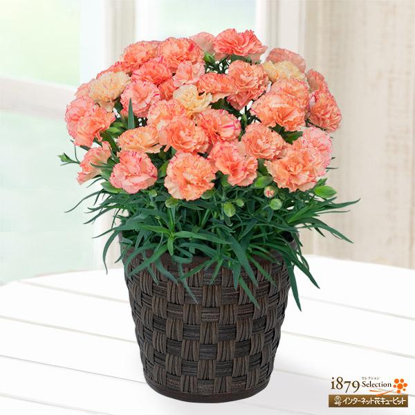 いつも太陽のように明るいお母さんに贈りたい、暖かみのあるオレンジのカーネーションの鉢植えです。長くお楽しみいただけるよう、厳選した産地から新鮮な花をお届けいたします。【※植物の花つき、花の色、枝ぶりなどは写真と若干異なることがありますのでご...