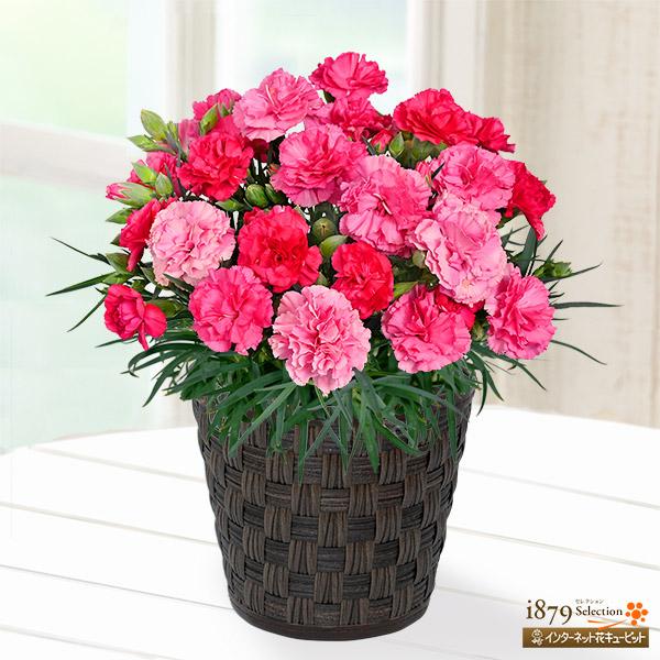 濃いピンクから淡いピンクへと、花の色が変化していく珍しいカーネーションの鉢植えです。1つの鉢でバリエーション豊かなピンク色をお楽しみいただけます。【※植物の花つき、花の色、枝ぶりなどは写真と若干異なることがありますのでご了承ください。つぼみ...