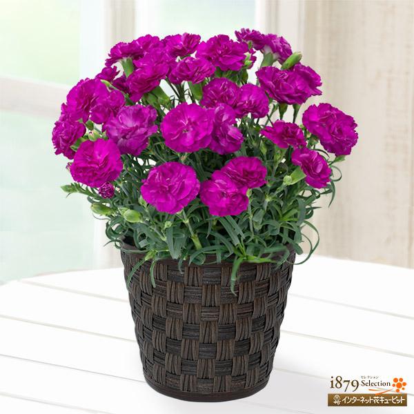 気品のある赤紫の花が印象的なカーネーションの鉢植えです。長くお楽しみいただけるよう、厳選した産地から新鮮な花をお届けいたします。【※植物の花つき、花の色、枝ぶりなどは写真と若干異なることがありますのでご了承ください。つぼみが多い状態でのお届...