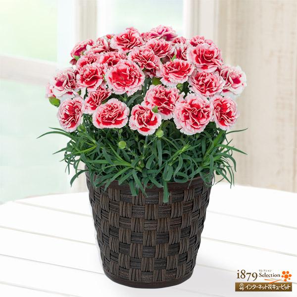 まるでいちごケーキのような、赤と白のコントラストが可愛らしいカーネーションの鉢植えです。長くお楽しみいただけるよう、厳選した産地から新鮮な花をお届けいたします。【※植物の花つき、花の色、枝ぶりなどは写真と若干異なることがありますのでご了承く...