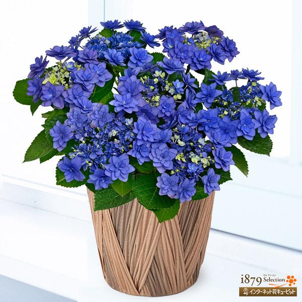 落ち着いた深い青が目を惹く、上品な色合いのあじさいの鉢植えです。華やかに広がる八重咲きの花が、特別な母の日を演出してくれます。【※植物の花つき、花の色、枝ぶりなどは写真と若干異なることがありますのでご了承ください。つぼみが多い状態でのお届け...