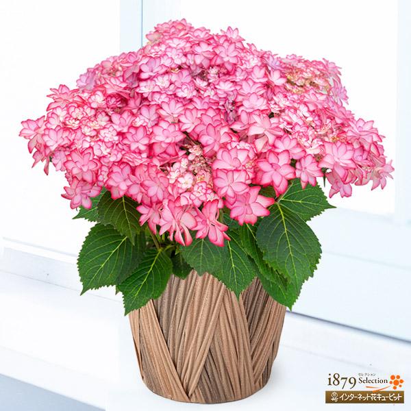 ピンクと白のバイカラーが爽やかなあじさいの鉢植えです。「ひなまつり」という名前がぴったりな、可愛らしい花がぎゅっと集まった姿は壮観です。【※植物の花つき、花の色、枝ぶりなどは写真と若干異なることがありますのでご了承ください。つぼみが多い状態...