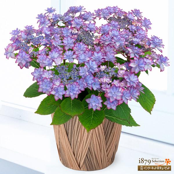 青と白のバイカラーが爽やかなあじさいの鉢植えです。「ひなまつり」という名前がぴったりな、可愛らしい花がぎゅっと集まった姿は壮観です。【※植物の花つき、花の色、枝ぶりなどは写真と若干異なることがありますのでご了承ください。つぼみが多い状態での...