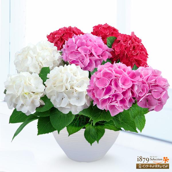 コンパクトなサイズのあじさい3種を寄せ植えにした、色のバリエーションを楽しめるあじさいの鉢植えです。様々な表情を見せてくれる豪華な鉢植えは、母の日のプレゼントにぴったりです。【※植物の花つき、花の色、枝ぶりなどは写真と若干異なることがありま...