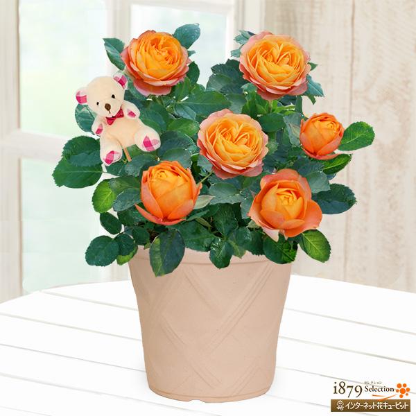 アプリコットオレンジのグラデーションが美しいバラの鉢植えです。ベビーロマンティカは、アンティーク風のロゼット咲きが特徴的な品種。くまのマスコットピック付きでお届けいたします。【※植物の花つき、花の色、枝ぶりなどは写真と若干異なることがありま...