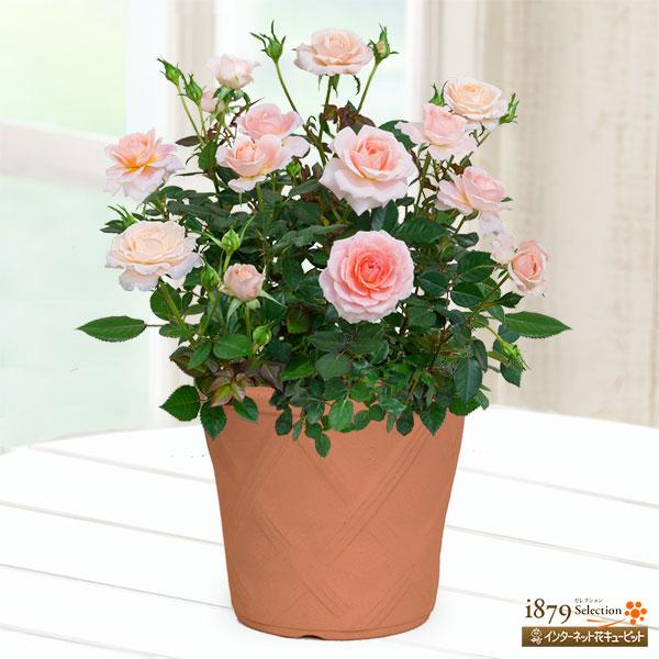 清楚な淡いピンクが可愛らしいバラの鉢植えです。開花が進むにつれて花の形が変化していくのが特徴的な、様々な表情を見せてくれる品種です。【※植物の花つき、花の色、枝ぶりなどは写真と若干異なることがありますのでご了承ください。つぼみが多い状態での...