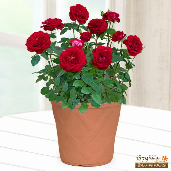 母の日らしいクラシカルな赤バラの鉢植えです。花びらの表と裏で色に違いがあり、その対比が美しい品種。花が長持ちしやすく、だんだんと株が華やかになります。オベーション（拍手喝采）という名にふさわしい、思わず拍手したくなるギフトです。【※植物の花...