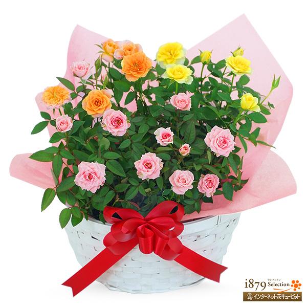 ミニバラ3種を寄せ植えにした、色のバリエーションを楽しめるバラの鉢植えです。様々な表情を見せてくれる豪華な鉢植えは、母の日のプレゼントにぴったりです。母の日らしいリボンを添えてお届けいたします。【※植物の花つき、花の色、枝ぶりなどは写真と若...