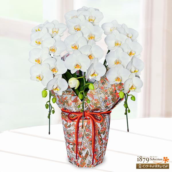 全国花き品評会で金賞受賞歴のあるモテギ洋蘭園から、白い花びらが美しいおすすめの胡蝶蘭です。花の上品さをさらに引き立てる、母の日限定の千代紙ラッピング仕様でお届けいたします。【※植物の花つき、花の色、枝ぶりなどは写真と若干異なることがあります...