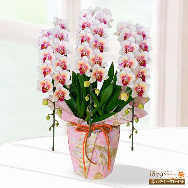 数千株から1鉢の確率で生まれた変異種を発見し、数年の歳月をかけて商品化された奇跡の胡蝶蘭 「ミラクル」。希少な胡蝶蘭の華やかさをさらに引き立てる千代紙ラッピング仕様でお届けいたします。【※植物の花つき、花の色、枝ぶりなどは写真と若干異なるこ...