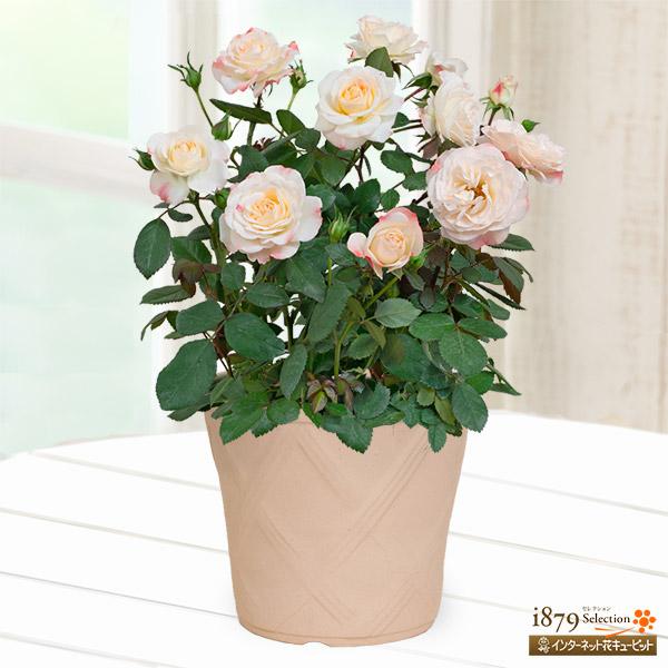 白い花びらにほんのりとピンクが差す、上品な色合いのバラの鉢植えです。ボリュームのあるカップ咲きで、花が長持ちしやすい品種。丸い花びらが少しずつ開いていく姿をお楽しみください。【※植物の花つき、花の色、枝ぶりなどは写真と若干異なることがありま...