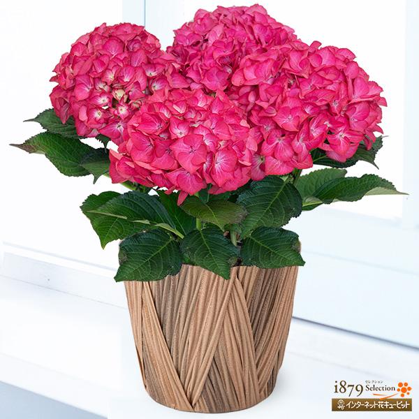 華やかな赤の花が印象的なあじさいの鉢植えです。濃い葉色と鮮やかな花色のコントラストが美しく、趣のある魅力的な色合いをお楽しみいただけます。【※植物の花つき、花の色、枝ぶりなどは写真と若干異なることがありますのでご了承ください。つぼみが多い状...