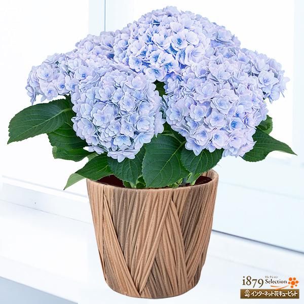 淡い水色のグラデーションが美しい、柔らかい印象のあじさいの鉢植えです。フロレンティーナは大輪の八重咲きの品種です。ボリューム感のあるシルエットで、母の日のプレゼントにおすすめです。【※植物の花つき、花の色、枝ぶりなどは写真と若干異なることが...
