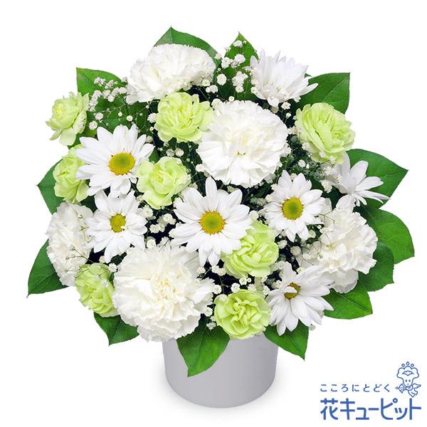 白い花とグリーンでシンプルにまとめた、故人への哀悼の意を表すお供えのアレンジメント。白上がりのアレンジメントは、四十九日を迎えるよりも前に贈る花として適しています。小さめのサイズなので、ご遺族の手を煩わせない贈り物です。512601白い花と...