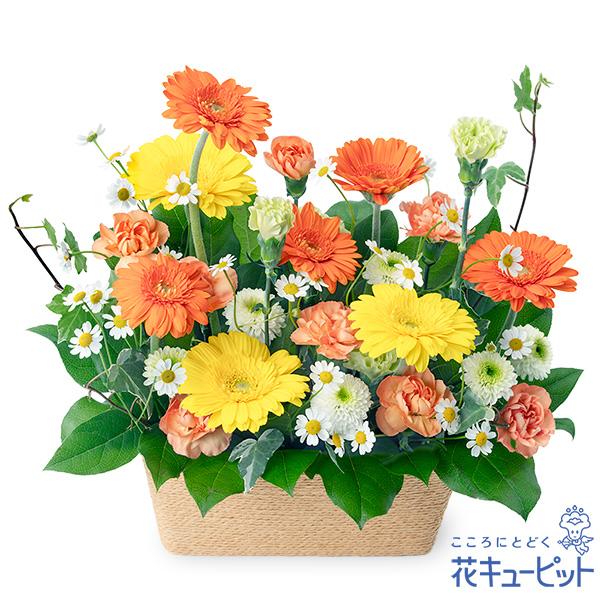 黄色とオレンジのガーベラを使った、ペットのためのお供えのアレンジメントです。明るい色合いの花を花壇のようにたっぷりと活けて、飼い主様を元気付けられるように仕上げました。色とりどりの優しげな花が、飼い主様の心にそっと寄り添います。525017...