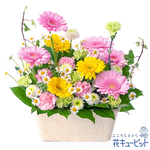 ピンクと黄色のガーベラを使った、ペットのためのお供えのアレンジメントです。明るい色合いの花を花壇のようにたっぷりと活けて、飼い主様を元気付けられるように仕上げました。色とりどりの優しげな花が、飼い主様の心にそっと寄り添います。525019明...