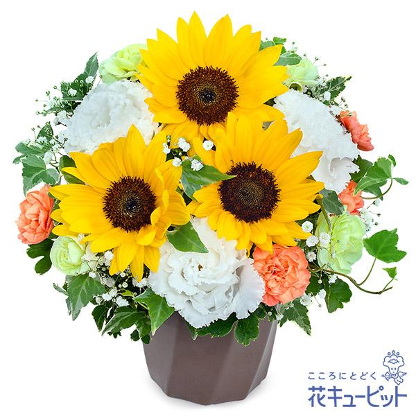 ナチュラルな色合いでまとめた夏らしいアレンジメント。ひまわりにシンプルな白い花をあわせて、鮮やかな黄色がより引き立つように仕上げました。深みのあるチョコレート色の器を使ったフラワーギフトは、お部屋になじむ飾りやすいプレゼントです。52536...
