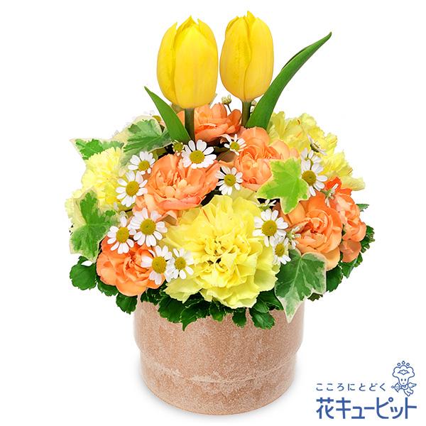 鮮やかな黄色のチューリップと、オレンジの花々がまぶしいアレンジメント。ビタミンカラーが元気を届けてくれます。【こちらの商品は2月お届け限定となります】525366黄色のチューリップが元気を届けます　世界中で愛されて続けているチューリップ。花...
