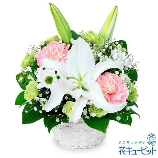 凛とした白ユリを中心に、あたたかみのあるピンクの花を添えたお供えのアレンジメント。柔らかな雰囲気の花々が、故人との思い出に優しく寄り添います。色の入ったアレンジメントは、四十九日法要以降に贈るのが良いとされています。512777あたたかみの...
