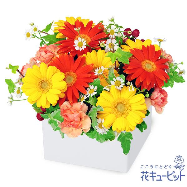 オレンジや黄色のガーベラと可愛らしい小花を使って、物語に出てくるようなデザインに仕上げました。明るい色のお花をふんだんに使ったキューブアレンジメントです。512059ガーベラと小花をたっぷり使ったナチュラルアレンジメント　お誕生日を迎える方...