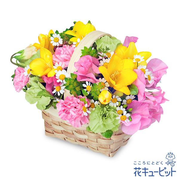 ピンクのスイートピーと黄色のフリージアをぎゅっと詰め込んだ、春らしさ満点なバスケット型のアレンジメント。春生まれの人への誕生日プレゼントのほか、子供がいるご家庭へのひな祭りのギフトなどにもおすすめです。523022春らしさ満点なバスケット型...