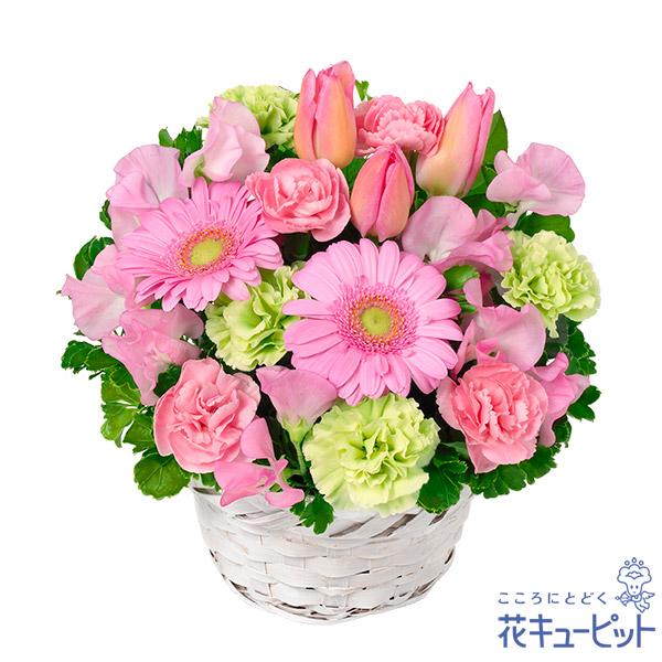 春の花であるチューリップを使って、可愛らしいピンク色でまとめたアレンジメント。可憐な花々をぎゅっと詰め込みました。春の誕生日プレゼントやお祝いのギフトにぴったりです。【こちらの商品は2月お届け限定となります】524028可憐な春の花々をぎゅ...