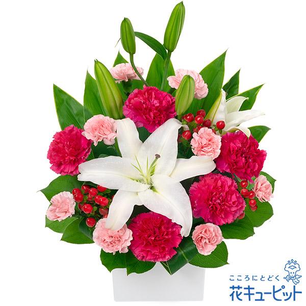 凛としたユリにピンクのカーネーションを合わせた可愛らしいアレンジメント。白ユリがアクセントになっているデザインで、誕生日や記念日のお祝いにぴったりなボリューム感があります。カジュアルにもフォーマルにも対応できるフラワーギフトです。52432...