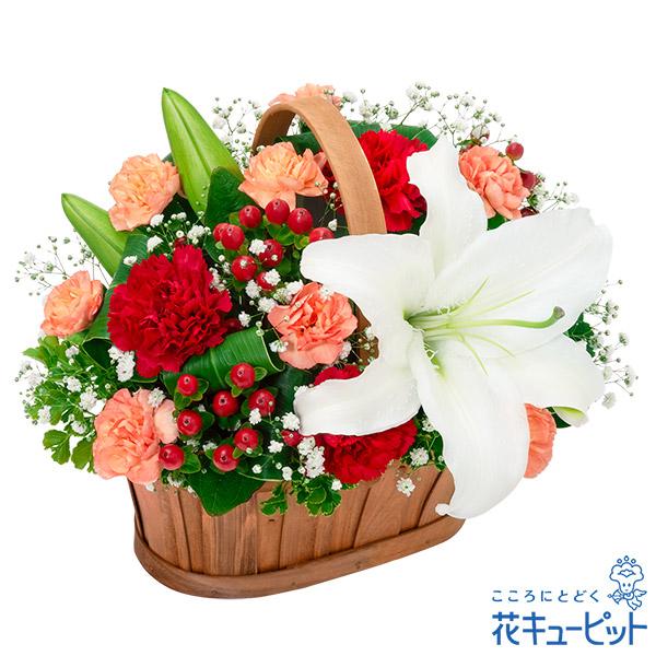 凛とした白ユリに赤の花をあわせた高級感のあるアレンジメント。ナチュラルなウッドバスケットが花を引き立たせます。誕生日や結婚記念日などの贈り物として、男性・女性を問わずお贈りいただけるデザインです。524409花を引き立たせるナチュラルなウッ...