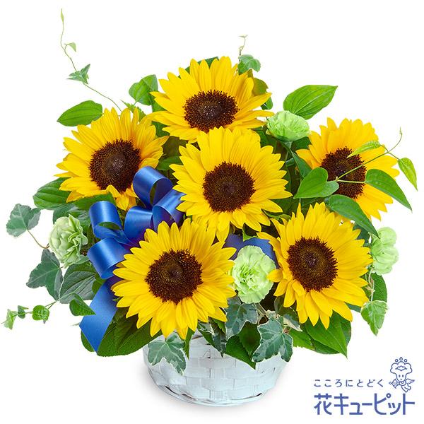 夏の定番であるひまわりを使って、ナチュラルで瑞々しい印象に仕上げたアレンジメント。ひまわりの黄色と爽やかなグリーンに、挿し色の青いリボンが映えるデザインです。まるで夏の日差しのような明るさを感じるフラワーギフトは、夏期限定販売となっています...