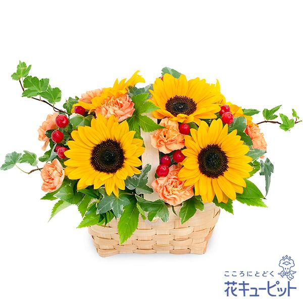 可愛らしい手付きバスケットに、ひまわりとグリーンをぎゅっと生けました。夏のきらめきを感じられる色鮮やかなひまわりが、受け取った方の気持ちを明るくしてくれます。男性・女性を問わずお贈りいただけるナチュラルなデザインです。525304夏のきらめ...