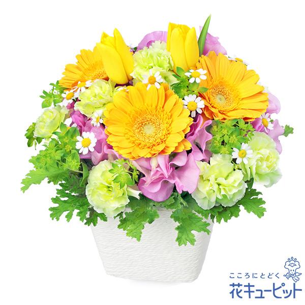 春らしいチューリップや人気のガーベラなどのお花を使ったアレンジメントは、まるで心地よい春のお庭のよう。蝶々が遊びにやって来るような、かわいらしいデザインです。プレゼントする方も、プレゼントを受け取る方も暖かな気持ちになれそうですね。5250...