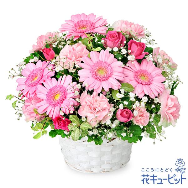 ピンク色のキュートなお花をたっぷり使いました。ふんわりとしたアレンジメントのフォルムは可愛らしい印象に。ピンクガーベラの花言葉は「感謝」。日頃の思いをお花で伝えてみませんか？525249ピンクが大好きな方へたっぷりなお花をお届け　お誕生日に...